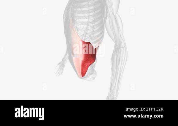 The transverse abdominis is located in the abdomen immediately inside ...