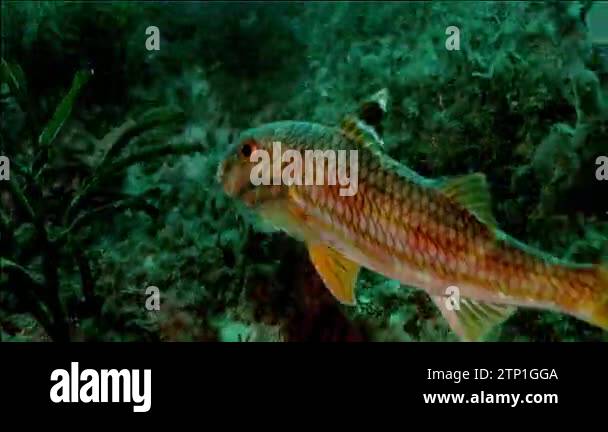 Exotic bright orange ray finned fish swimming under sea water near ...