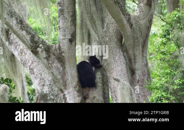 spectacled bear, Tremarctos ornatus, native to the forests of the ...