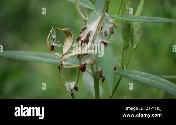 Seed pod structures Stock Videos & Footage - HD and 4K Video Clips - Alamy