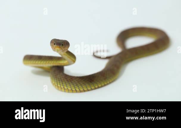 Trimeresurus purpureomaculatus mangrove pit viper snake or shore pit ...