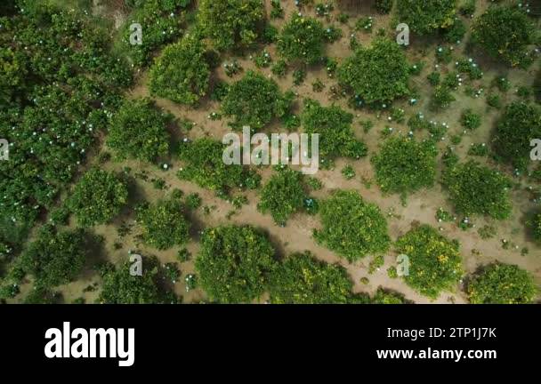 Aerial view of lush tangerine fields. Agriculture for the cultivation ...