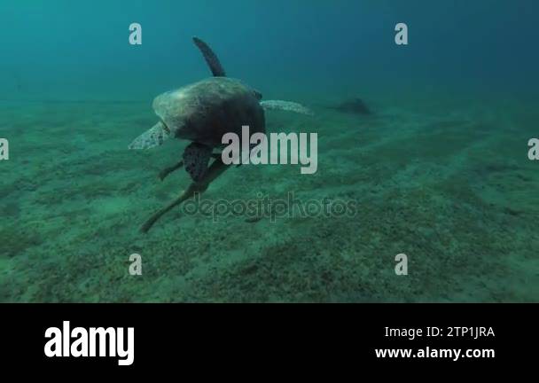 Green Sea Turtle (Chelonia mydas) with three Remora fish (Echeneis ...