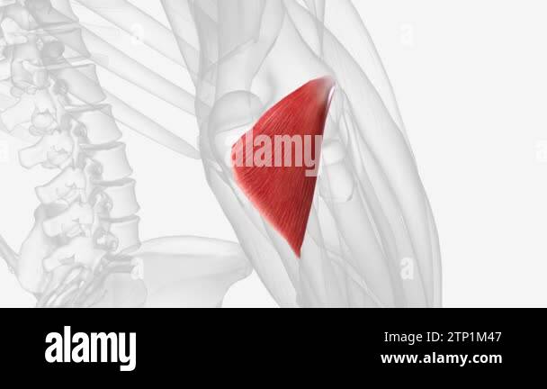 The anconeus is a small muscle located at the elbow attaching the ...