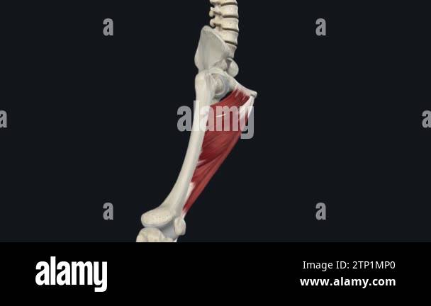 The pectineus muscle is a hip adductor, one of a group of five large ...