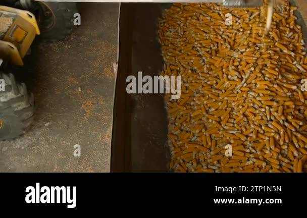 Tractor is dumping corn cobs. Tractor works on corn seed warehouse ...