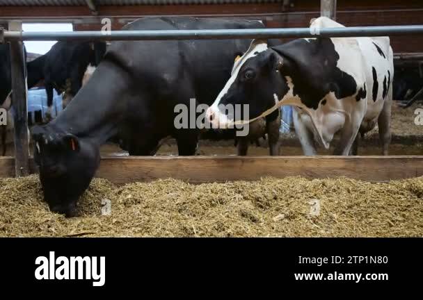 Natural food for cows Stock Videos & Footage - HD and 4K Video Clips ...