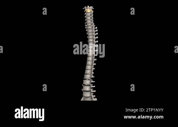 The Axis (C2 vertebra) also known as epistropheus forms the pivot upon ...