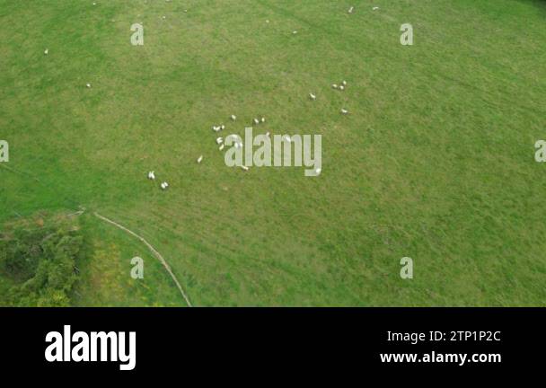 Farm animal england countryside Stock Videos & Footage - HD and 4K ...