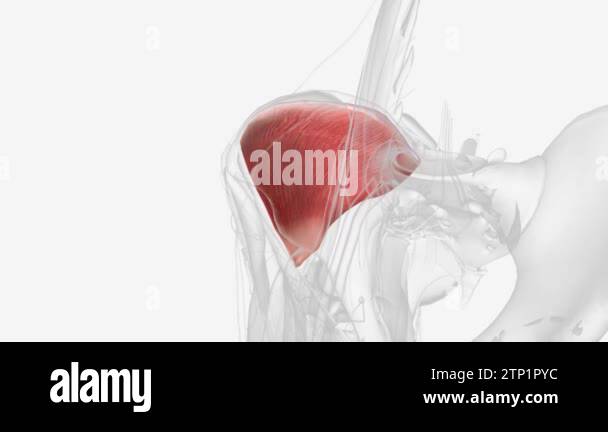 The gluteus maximus is the most superficial and largest of the three ...