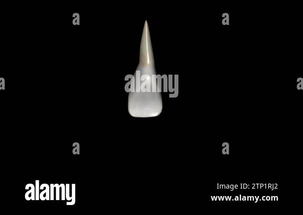 The maxillary lateral incisors are a pair of upper (maxillary) teeth ...