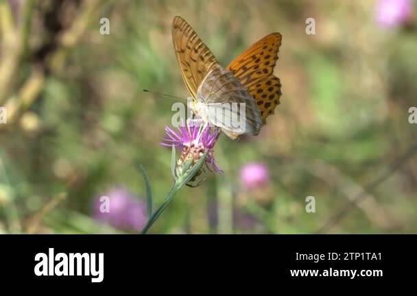Caterpillar drawings Stock Videos & Footage - HD and 4K Video Clips - Alamy