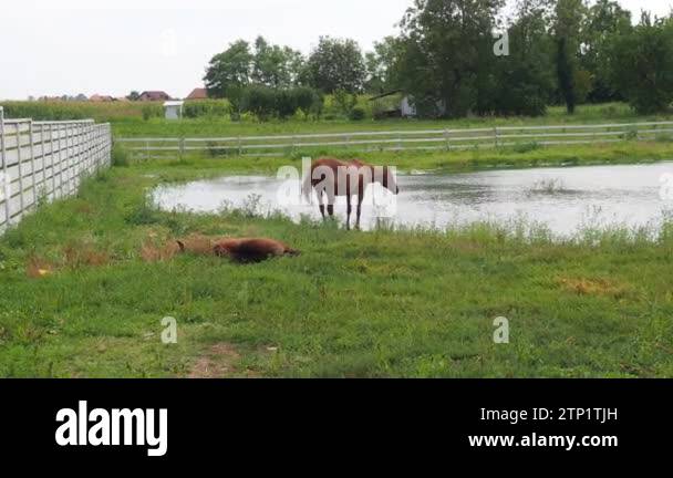 Equine family Stock Videos & Footage - HD and 4K Video Clips - Alamy