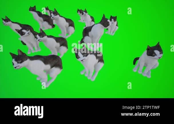 3D animation of a gathering of black and white cats from three side ...