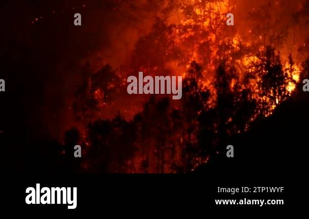 Wildfire destroying trees Stock Videos & Footage - HD and 4K Video ...