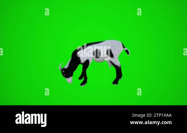 3D animation of a black and white goat in a green screen farm 3d people ...
