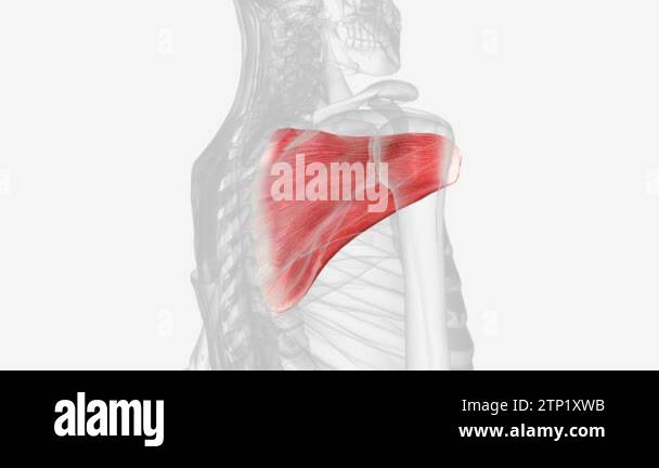 The Subscapularis muscle is one of the rotator cuff muscles Stock Video ...