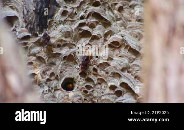 European hornets nest defend entry of their hornets nest combs against ...