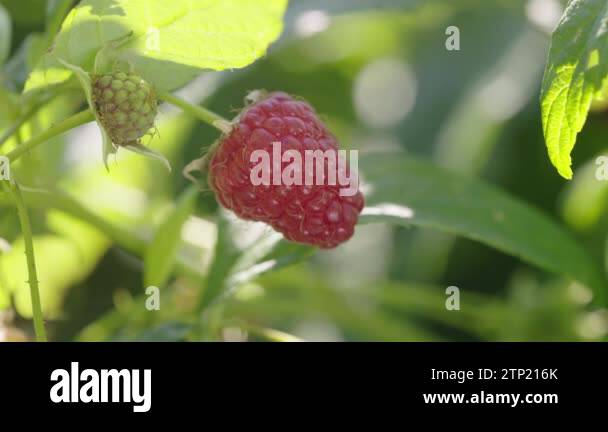 Organic fruit cultivation Stock Videos & Footage - HD and 4K Video ...