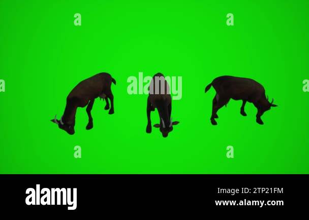 3D animation of a female brown goat from three different angles to ...