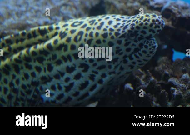 Anguilliformes Stock Videos & Footage - HD and 4K Video Clips - Alamy