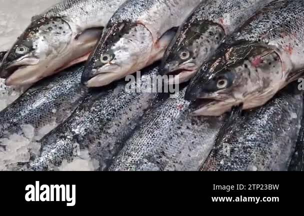 Chilled salmon. Fresh fish lies on shaved ice, close-up. Fish on a ...