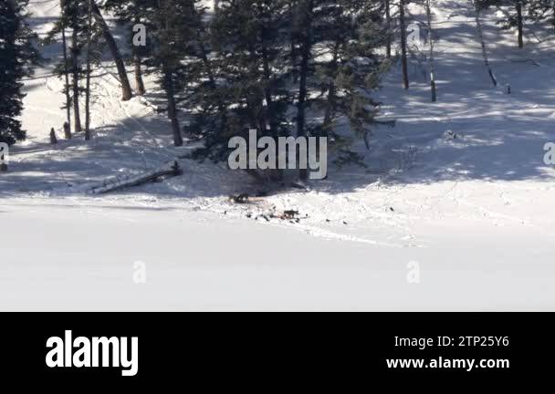 Wolf pack in yellowstone Stock Videos & Footage - HD and 4K Video Clips ...