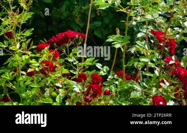 Beautiful blooming red roses Stock Videos & Footage - HD and 4K Video ...
