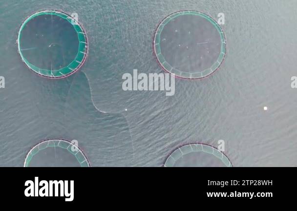 Sea fish farming in round net with floating cages in Iceland. Downward ...