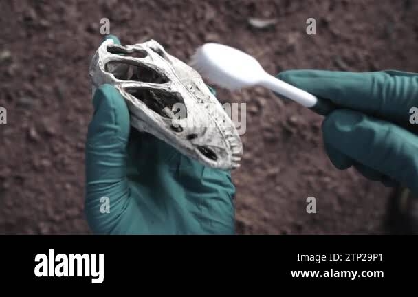 Tyrannosaurus rex cleaning Stock Videos & Footage - HD and 4K Video ...