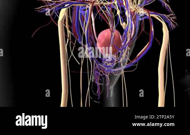 External Reproductive Organ Of Males