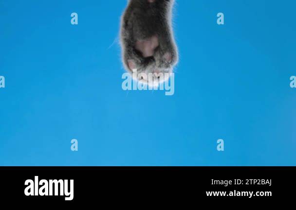 A cats paw of a British cat leads on a blue screen. Chroma key blue ...