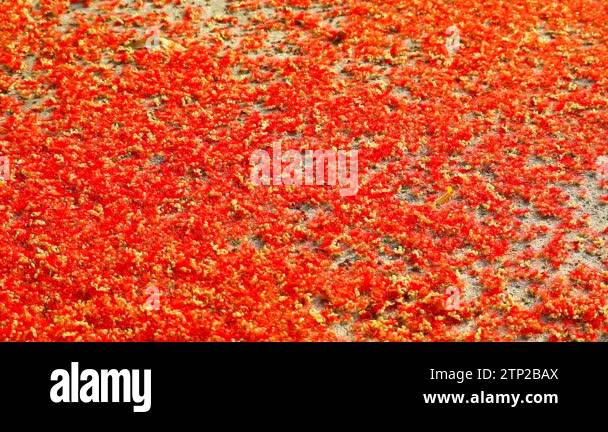 Oak tree bee Stock Videos & Footage - HD and 4K Video Clips - Alamy