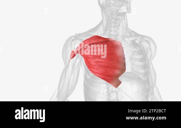 The pectoralis major is the superior most and largest muscle of the ...