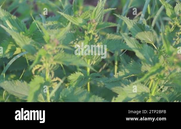Skin by stinging nettle Stock Videos & Footage - HD and 4K Video Clips ...