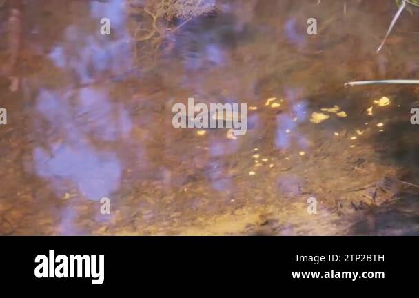 Pond turtle looking for food underwater in river. River turtle swims ...