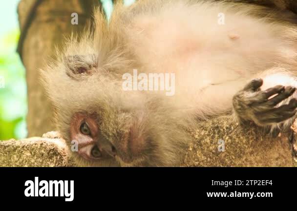 Mammals as pests Stock Videos & Footage - HD and 4K Video Clips - Alamy