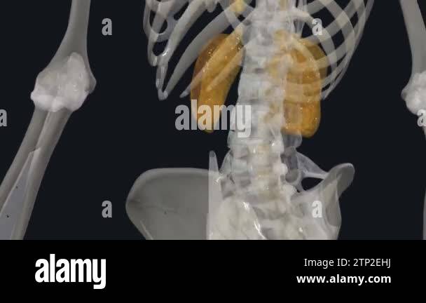 The intertransverse ligaments are weak, sheet-like ligaments ...