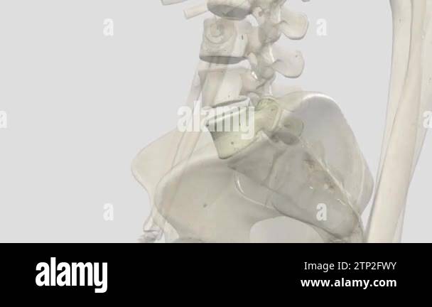 Fifth Cervical Vertebra. The cervical part originates from the third to ...
