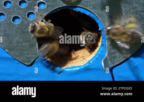Honey bees fly next to the bee hive in the apiary to collect honey, close up. Beekeeping in ...