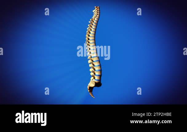 Full body anatomy vector Stock Videos & Footage - HD and 4K Video Clips ...