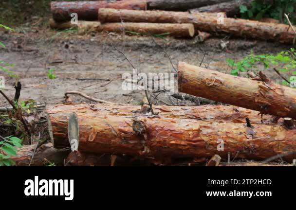 Huge logs from felled trees lie in forest on ground.Folded trees on the ...