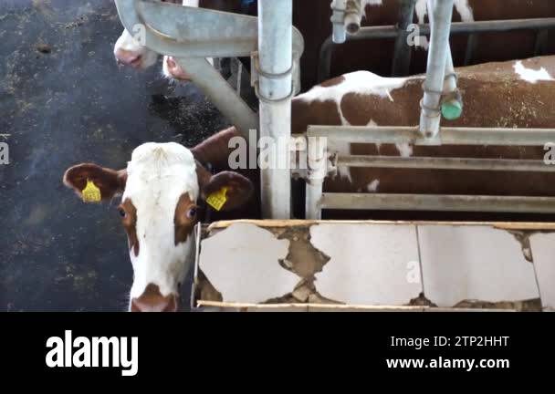 High view on process of milking cows by automatic industrial system on ...