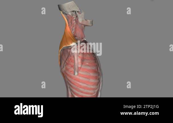 The trapezius is a broad, flat, superficial muscle extending from the ...