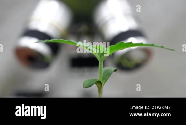 Sprout of young green plant rising from ground in pot in background of ...
