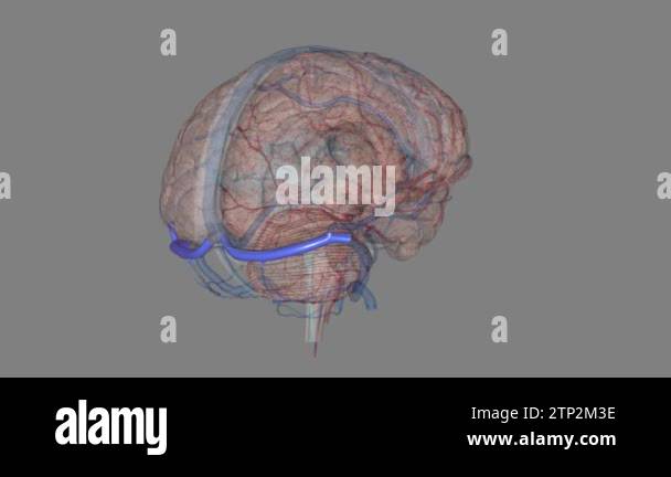 The transverse sinuses within the human head, are two areas beneath the ...
