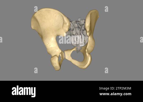 The hip bone is comprised of the three parts the ilium, pubis and ...