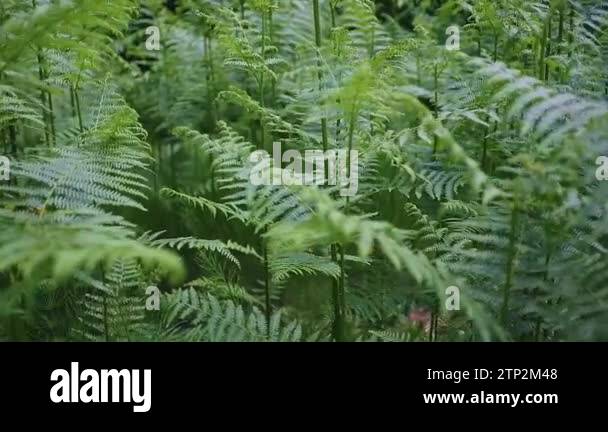 camera move to the left in a shallow depth of field closeup into a set ...