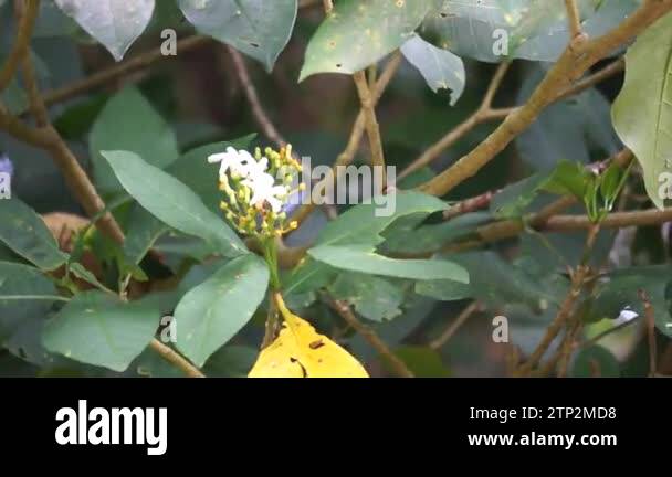 Tabernaemontana macrocarpa (Also called Bongang, Kayu gegah, Kelampan ...