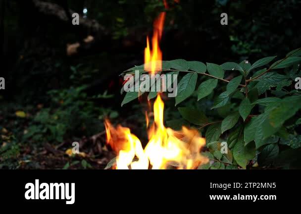 A slow-burning fire in the woods engulfs the leaves and branches of a ...